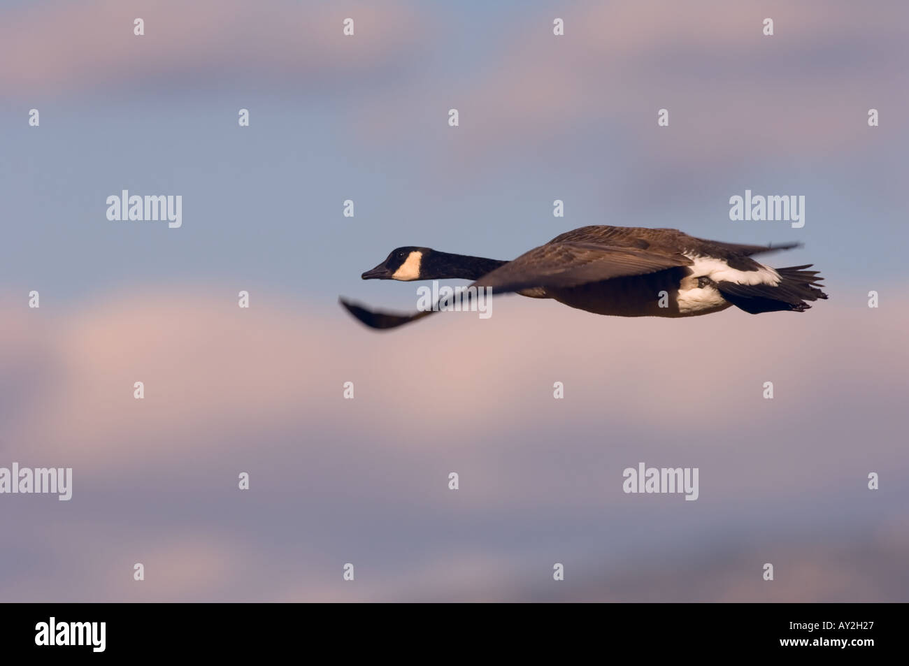 Canada Goose in flight Stock Photo - Alamy