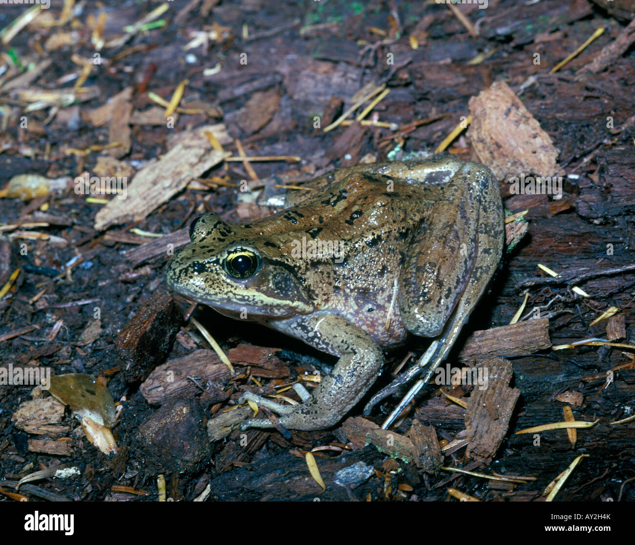 Frog red legged olympic national park hi-res stock photography and ...