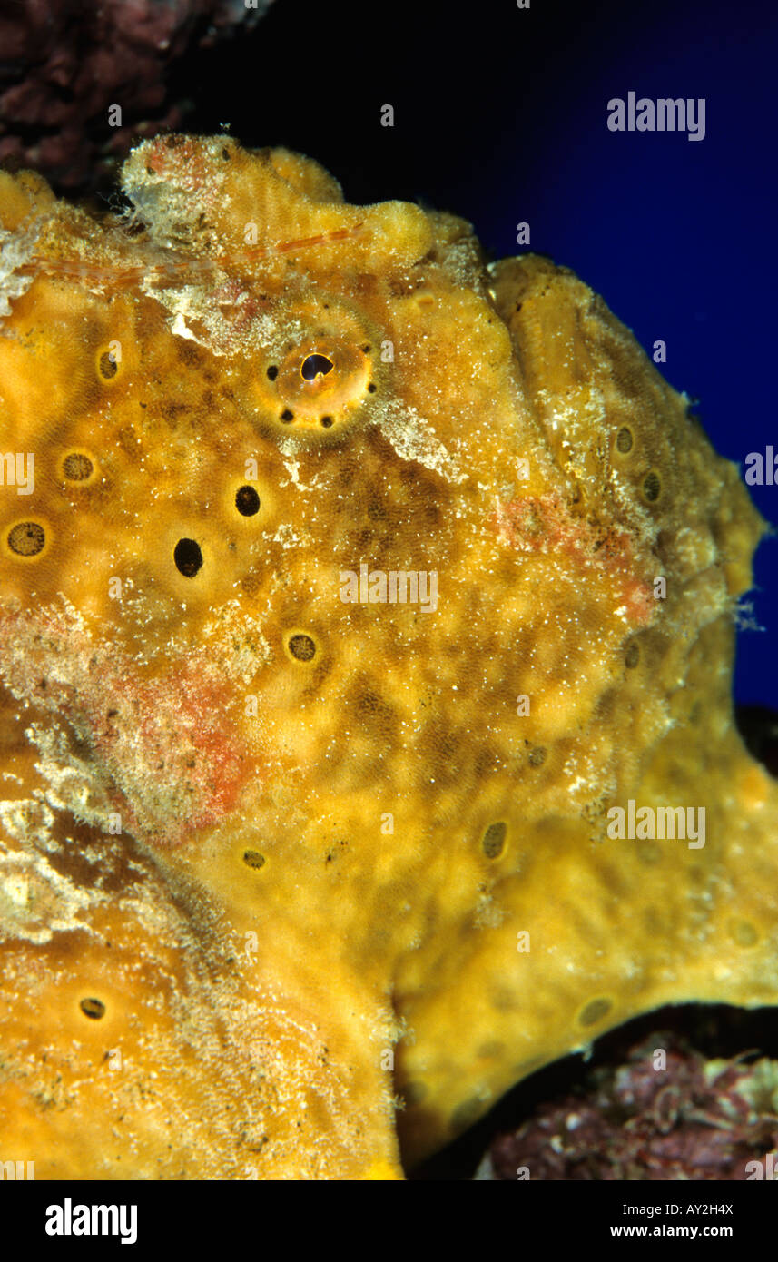Frogfish Antennarius Sp High Resolution Stock Photography and Images ...