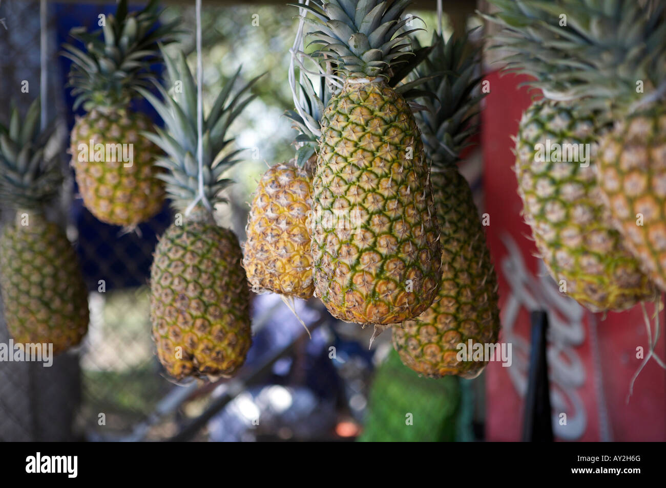 Costa rica pineapples hi-res stock photography and images - Alamy