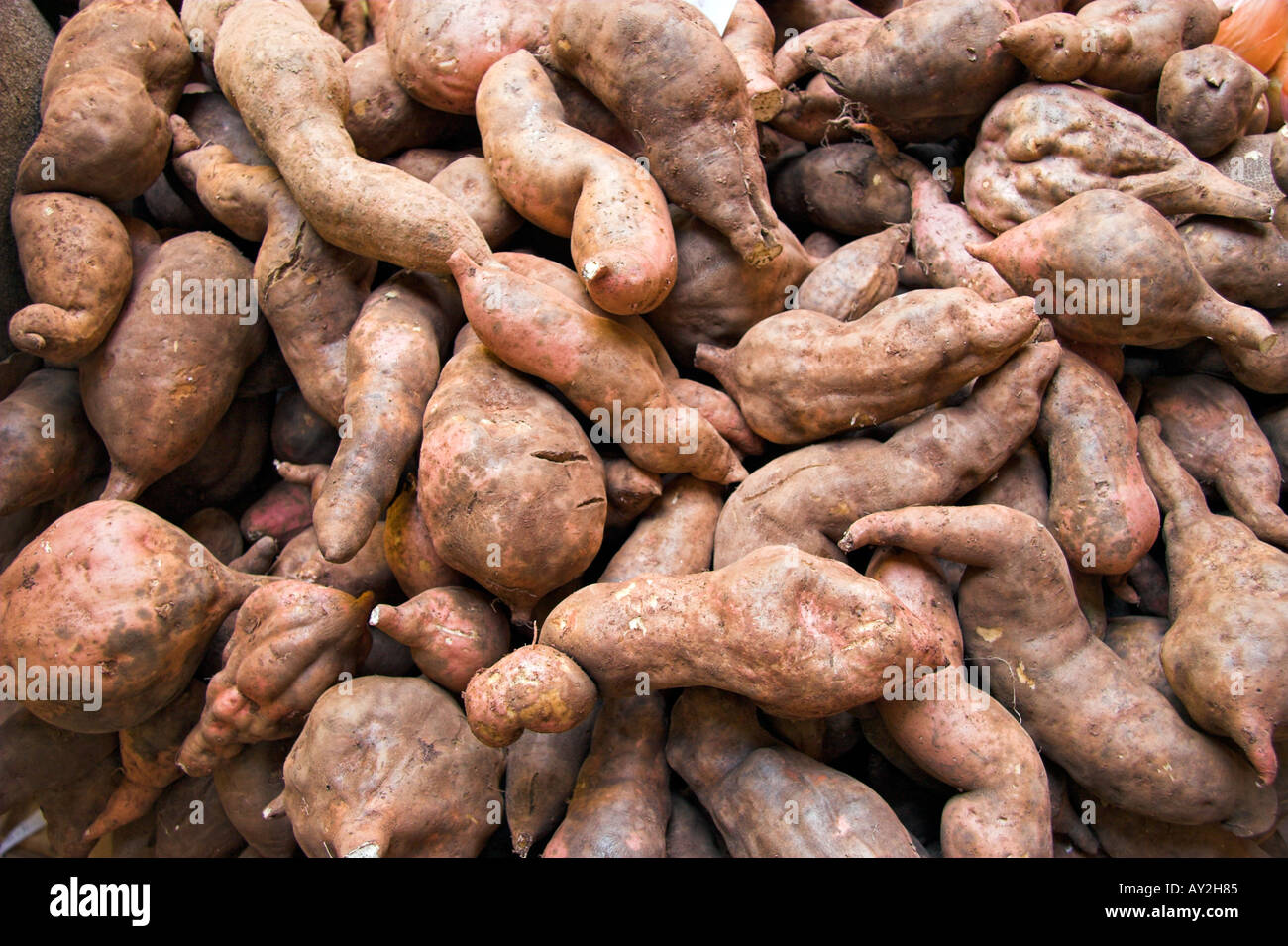 Yams on a market stall at the Mercado dos Lavradores Funchal Madeira ...