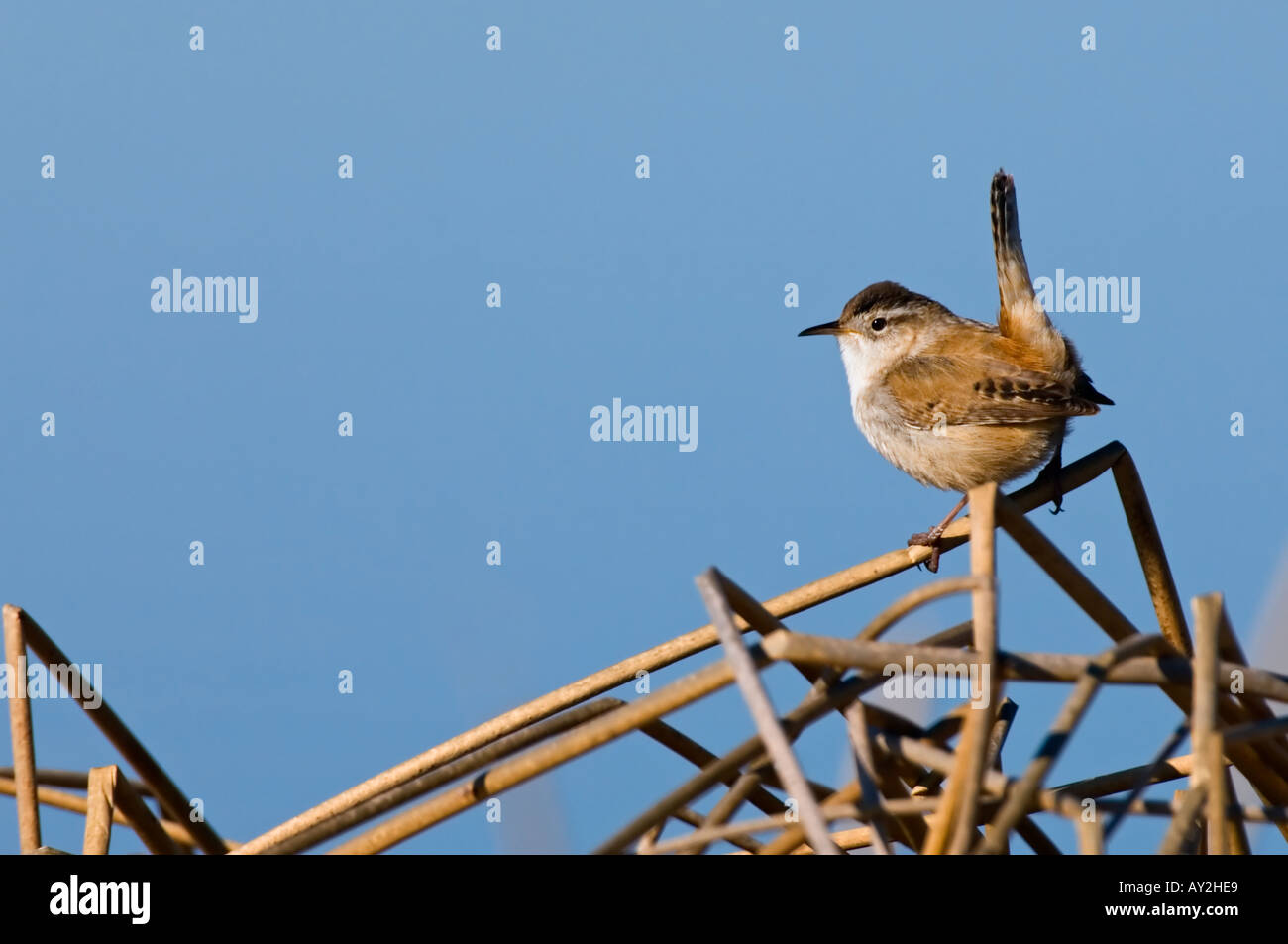 Blue wren nest hi-res stock photography and images - Alamy