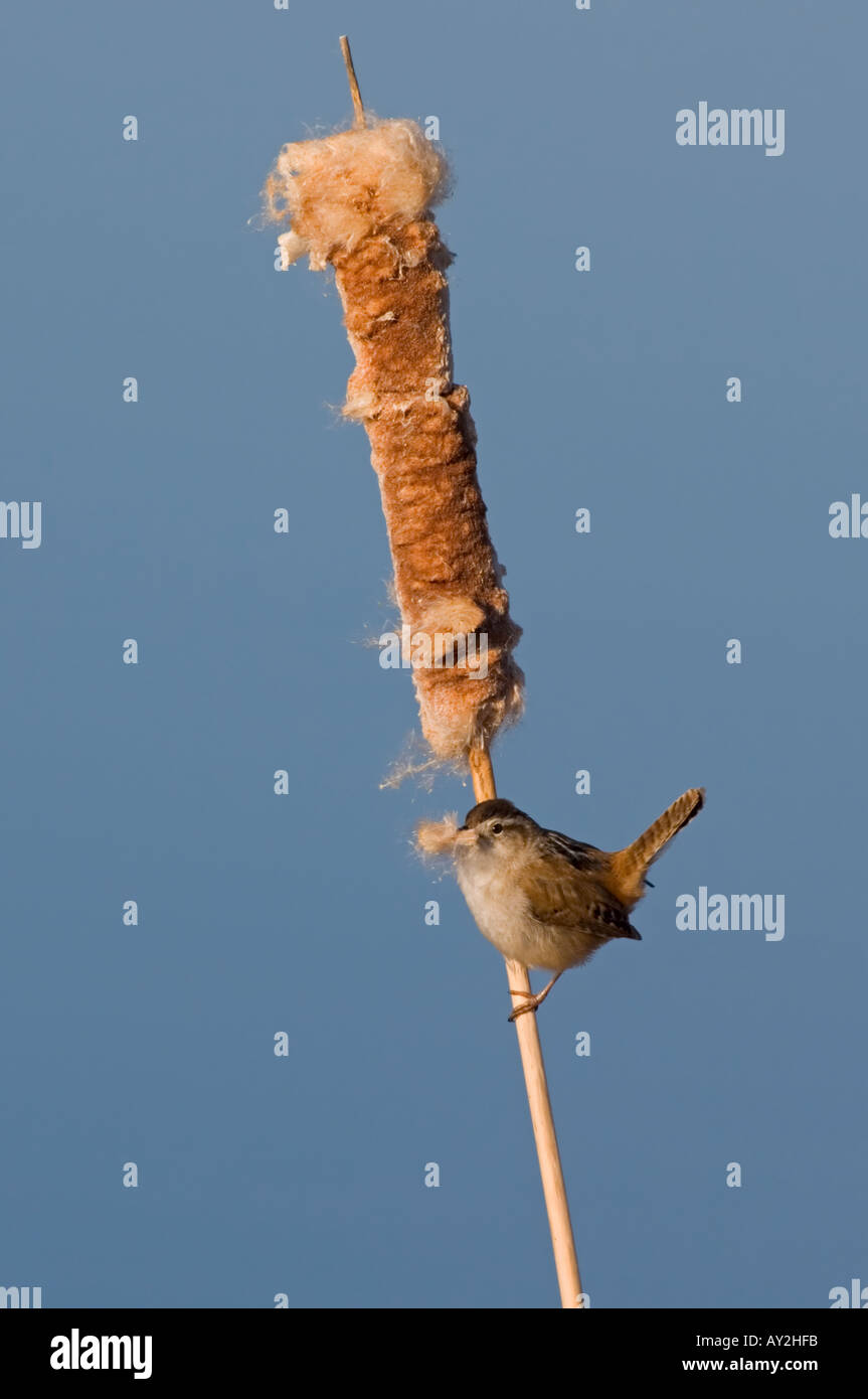 Blue wren nest hi-res stock photography and images - Alamy