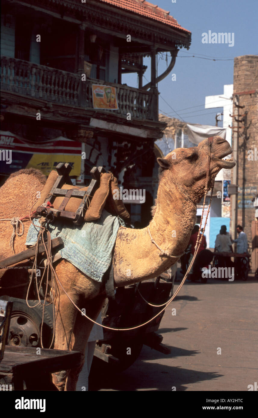 Camel in the street of Mandvi, Gujarat, India Stock Photo - Alamy