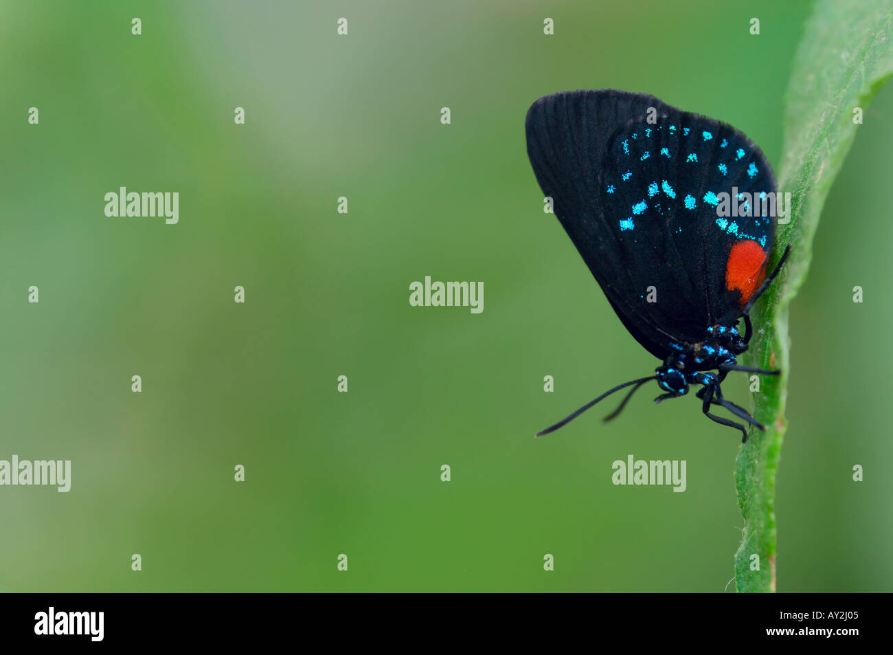 Atala butterfly hi-res stock photography and images - Alamy