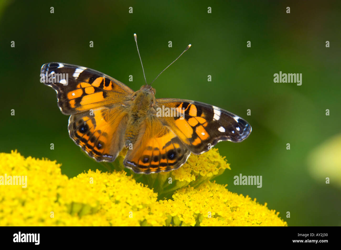 Painted Lady Butterfly Stock Photo - Alamy