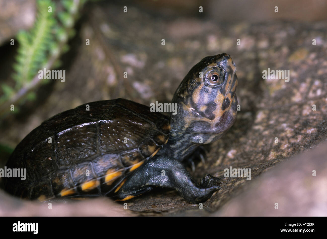 Young turtle Nicaragua Stock Photo - Alamy