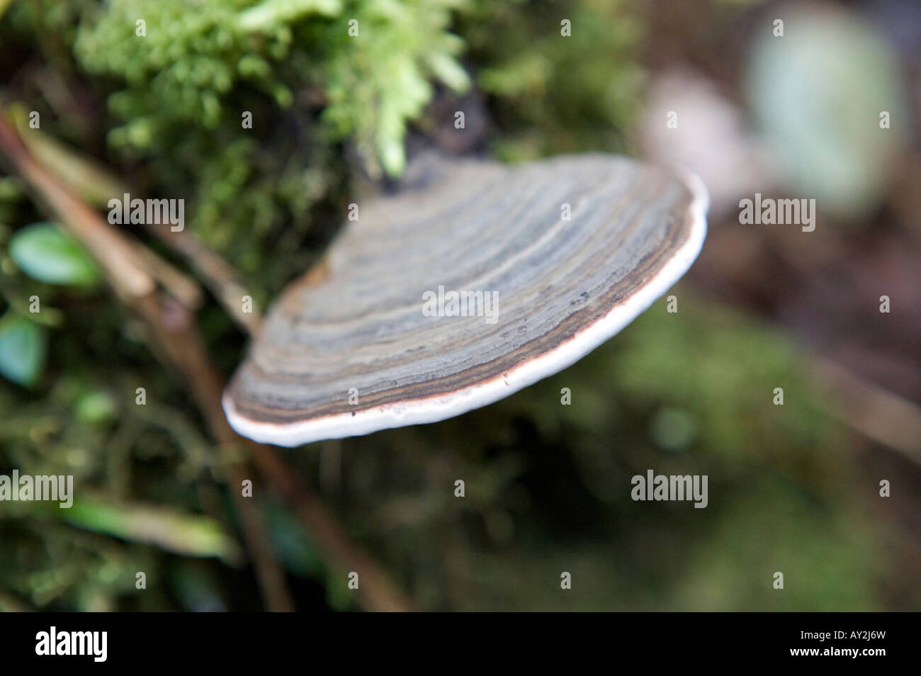 Close up of fungi growing on a log Stock Photo - Alamy