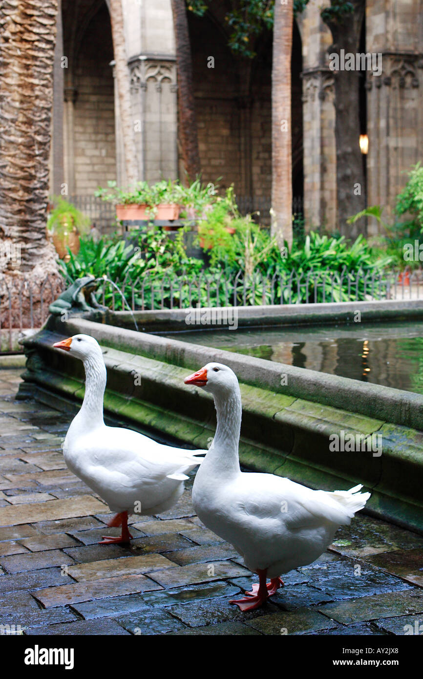 The barcelona geese hi-res stock photography and images - Alamy
