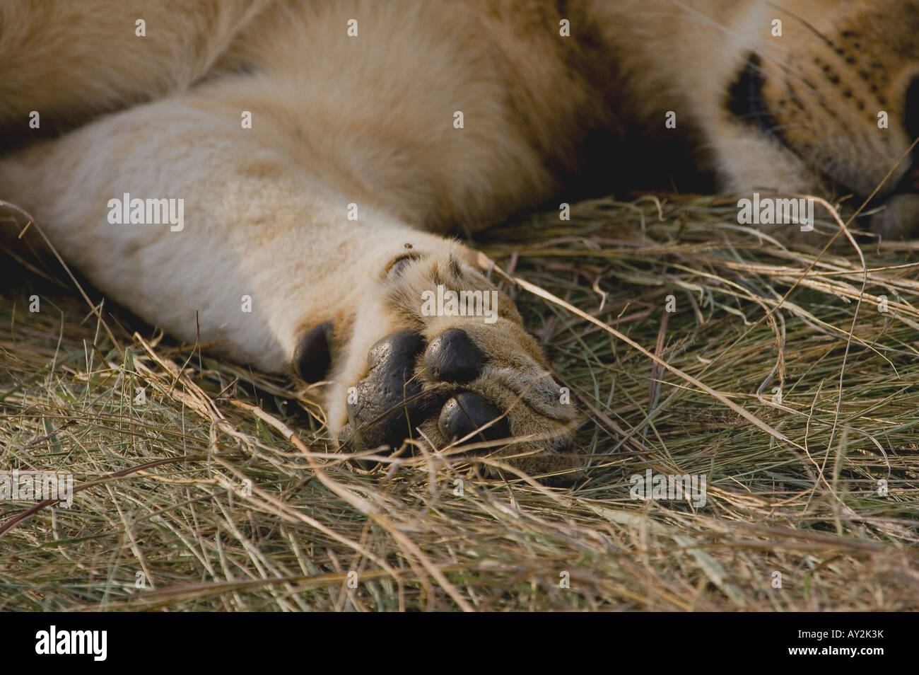 Lion panthera leo paw pads hi-res stock photography and images - Alamy