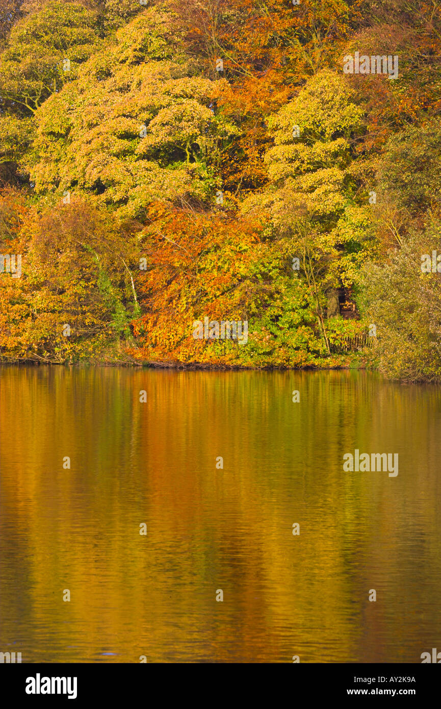 Mixed broad leaf trees reflecting in water Autumn Lancashire UK Stock ...