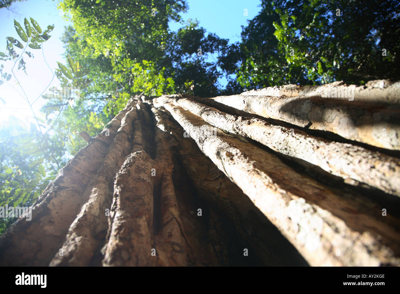 Brownsberg national park suriname hi-res stock photography and images ...