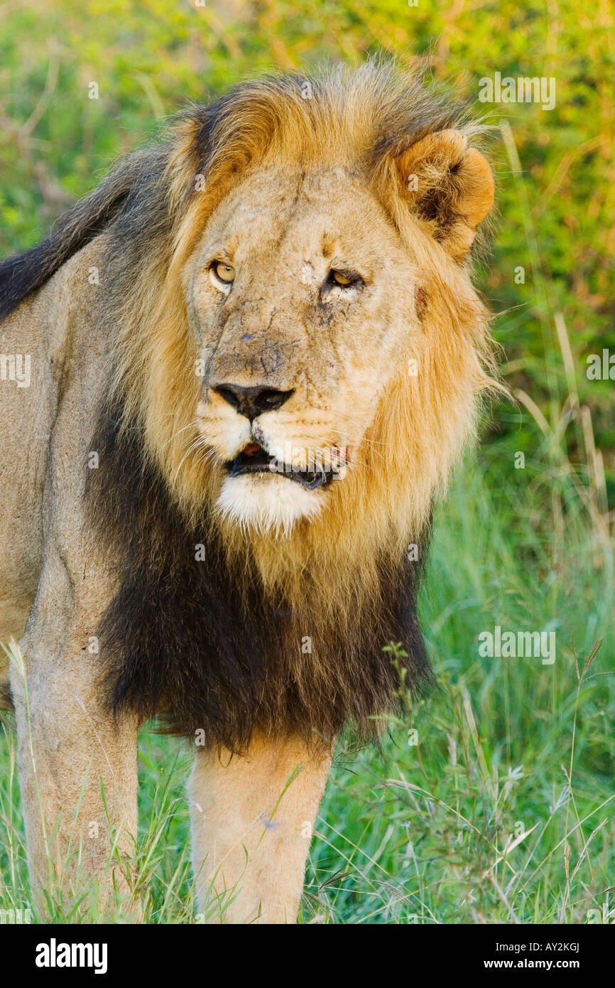 Old lion hi-res stock photography and images - Alamy