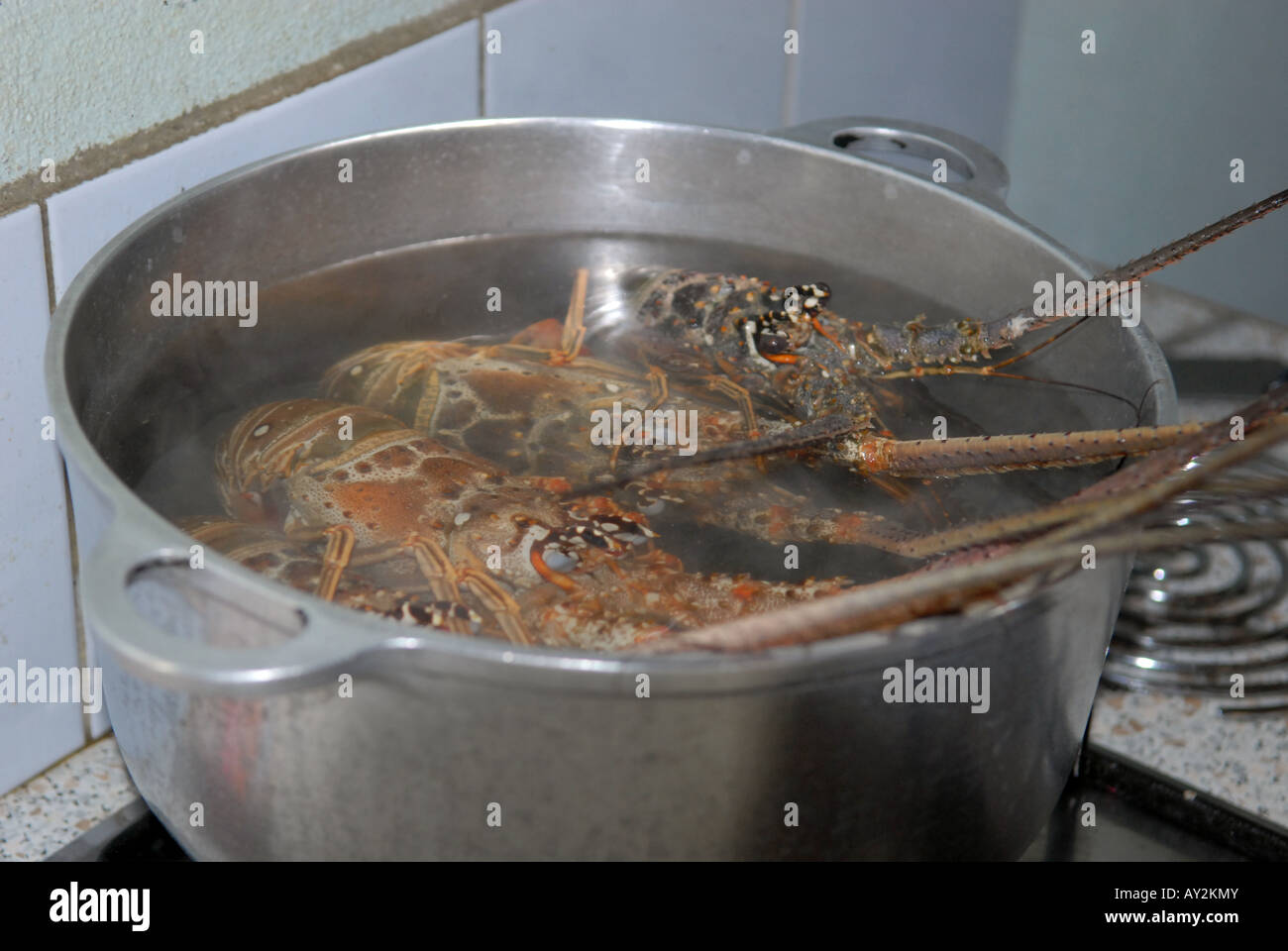 Boiling lobster hi-res stock photography and images - Alamy