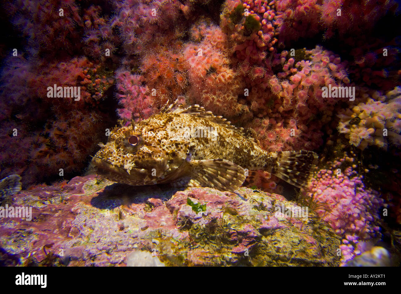 California scorpionfish hi-res stock photography and images - Alamy