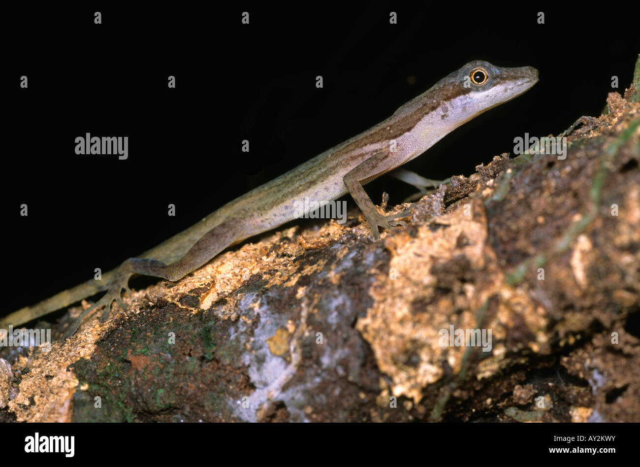 Alone Norops limifrons Nicaragua Stock Photo - Alamy