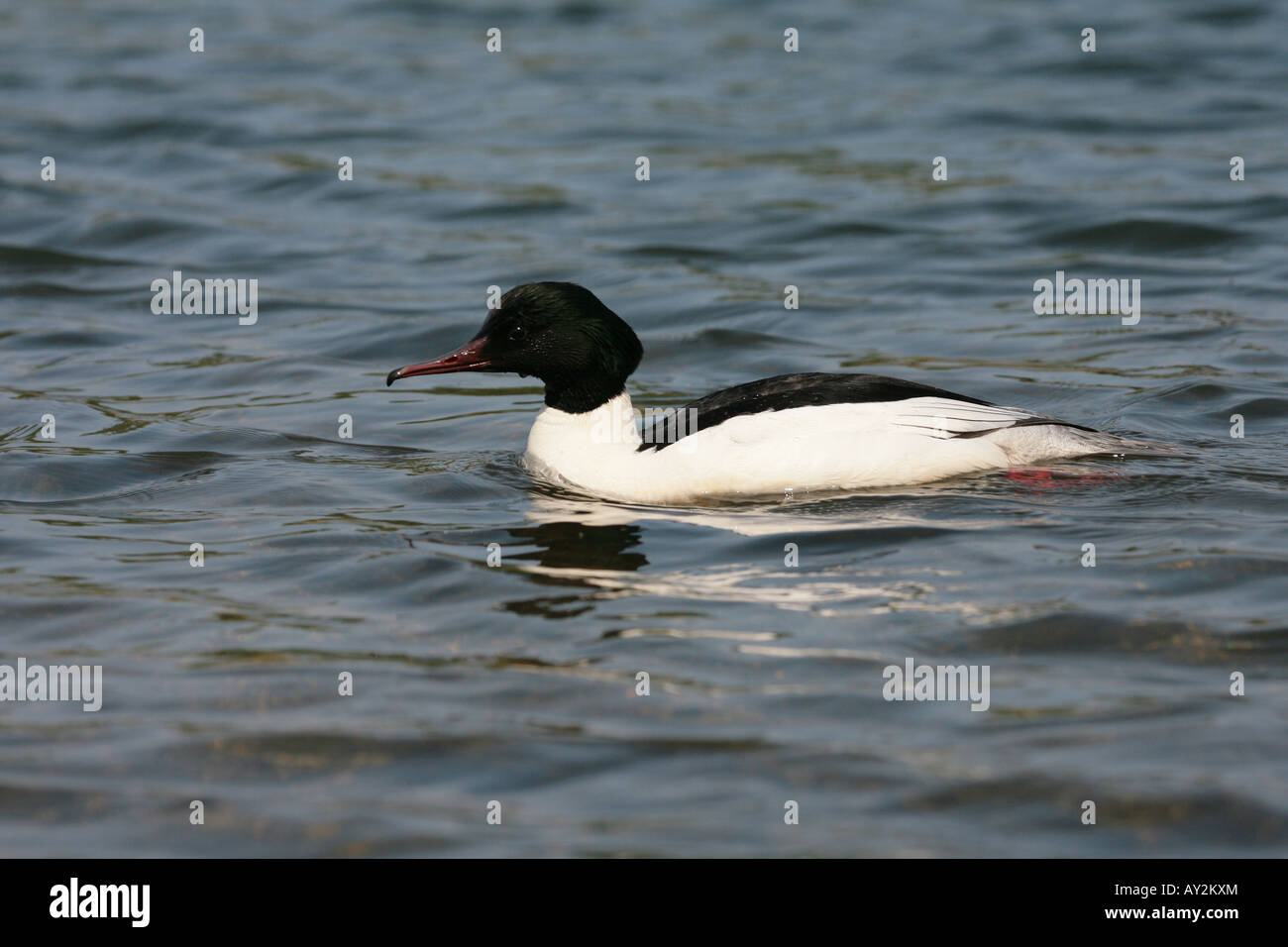 Birds with sawbill hi-res stock photography and images - Alamy