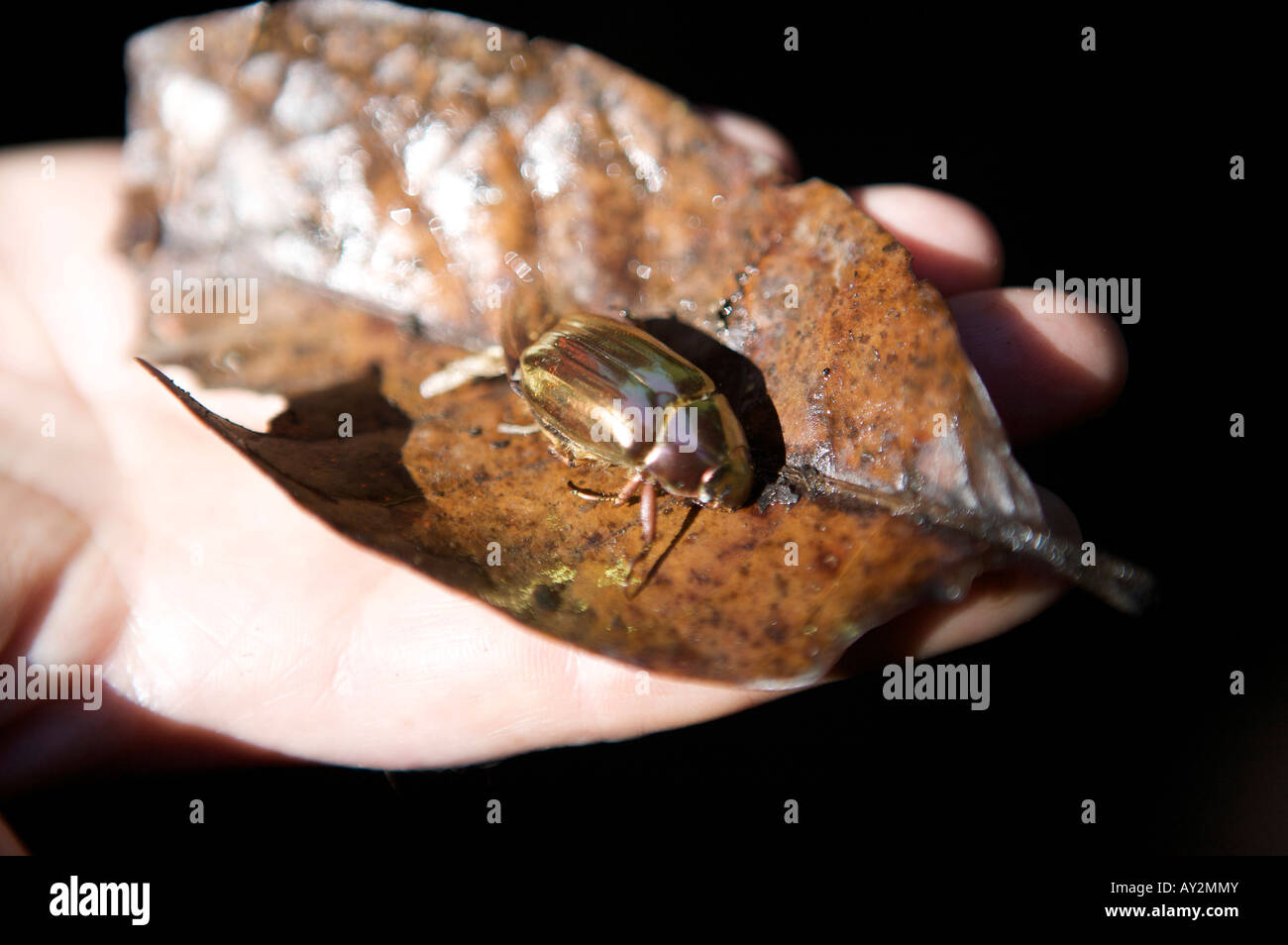 Golden beetle hi-res stock photography and images - Alamy