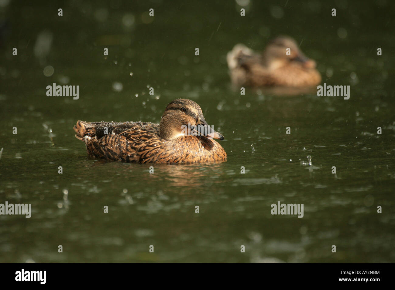 Female Mallard duck in a rain storm Stock Photo - Alamy