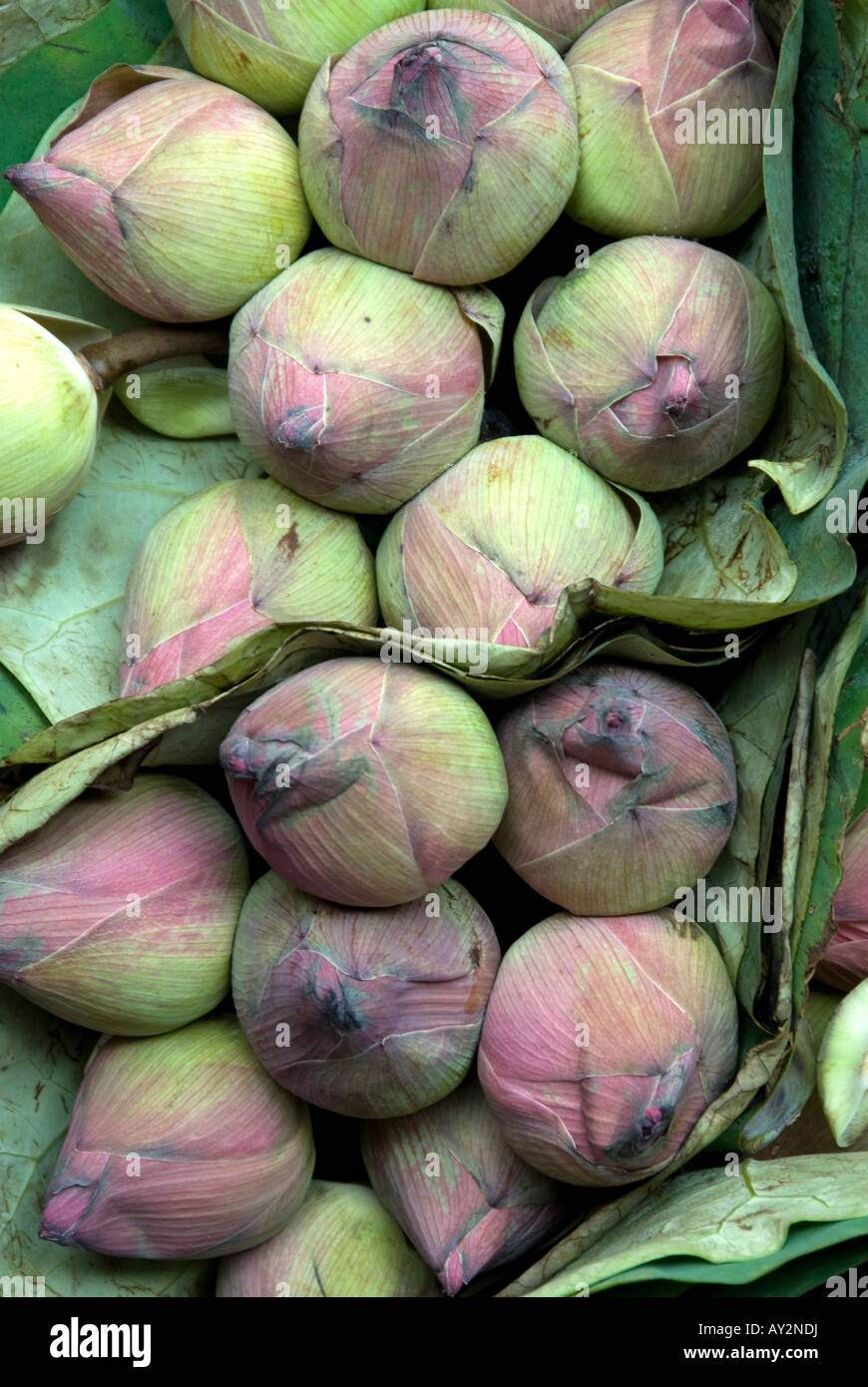 Bunch of lotus flower buds Stock Photo - Alamy