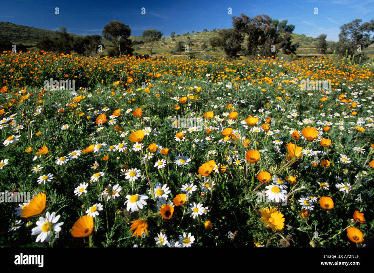 Wild Marigold Calendula officinalis in a field Morocco Stock Photo - Alamy