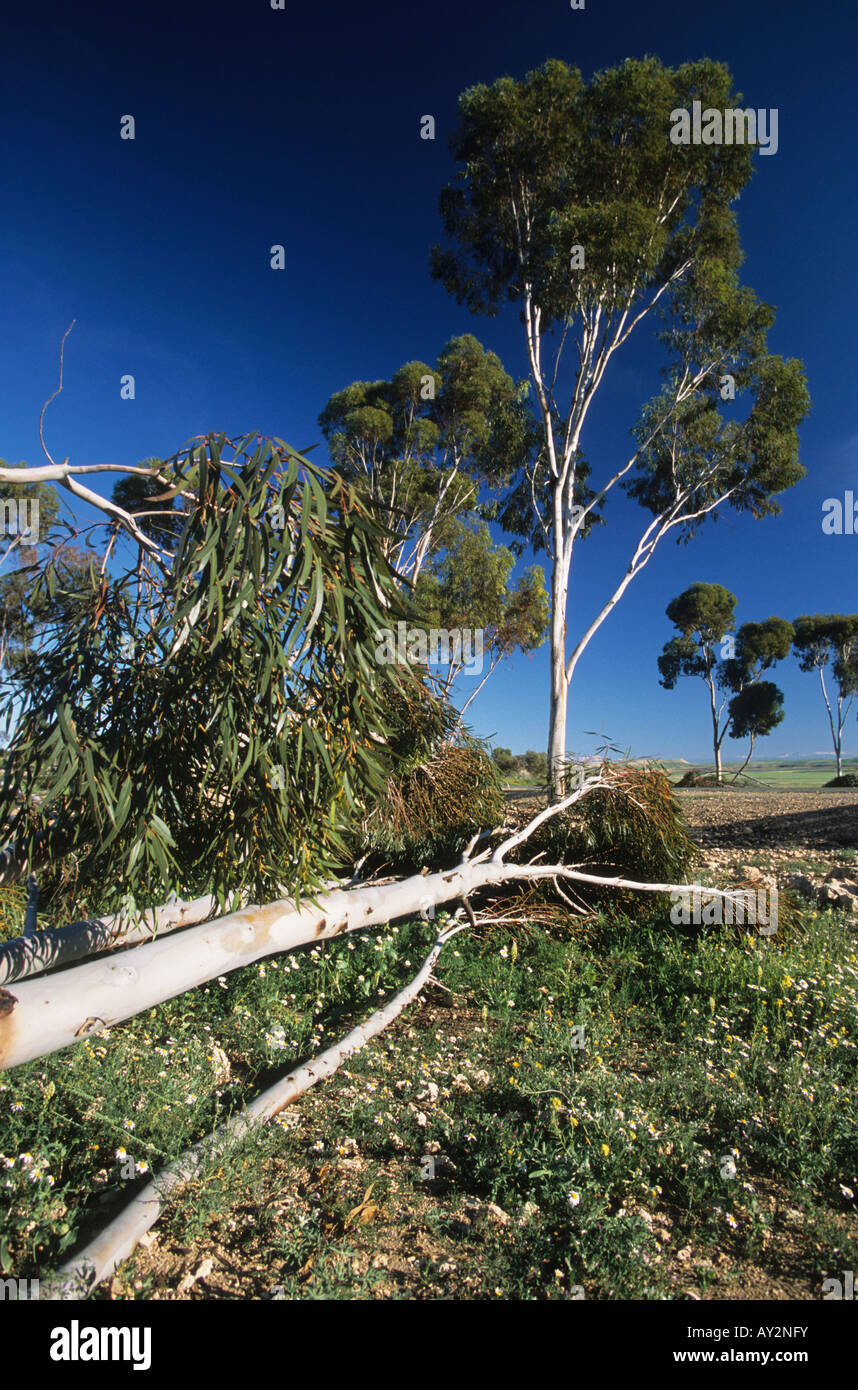 Eucalyptus uprooted after a storm Stock Photo - Alamy