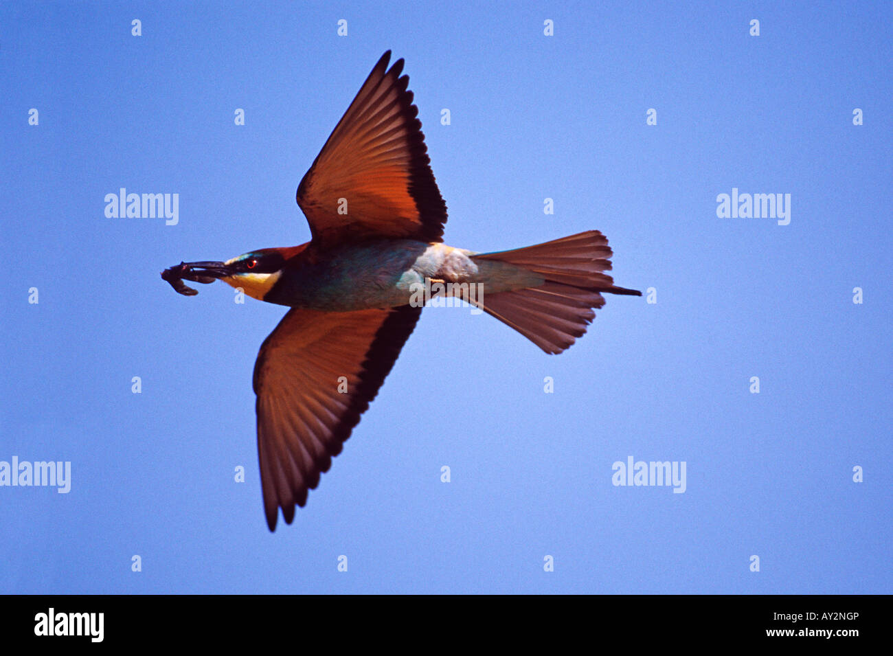 European bee eater Merops apiaster flying with insect in its beak Stock ...