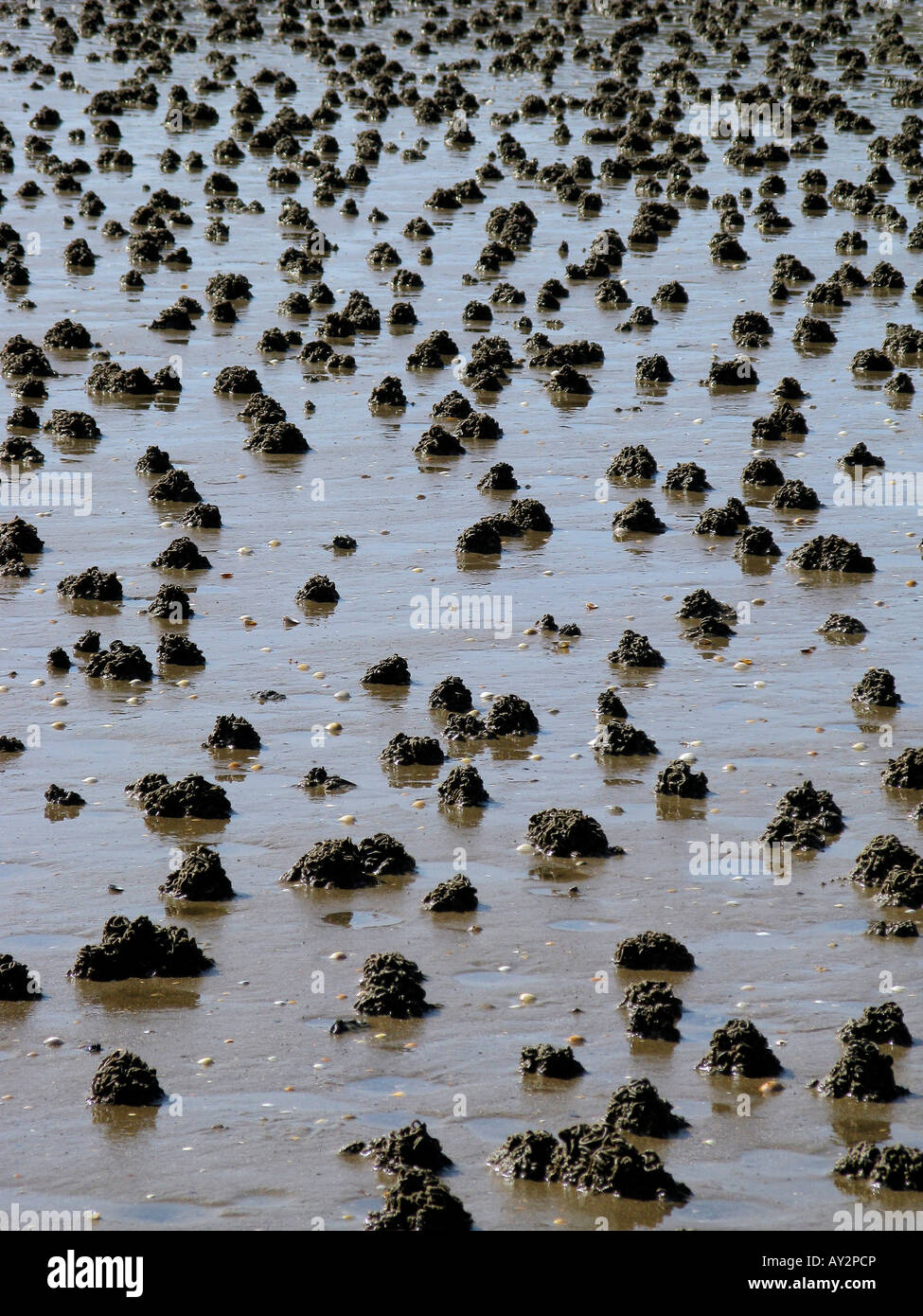 Lots of Lugworm casts on a beach in Wales Swansea UK Stock Photo - Alamy