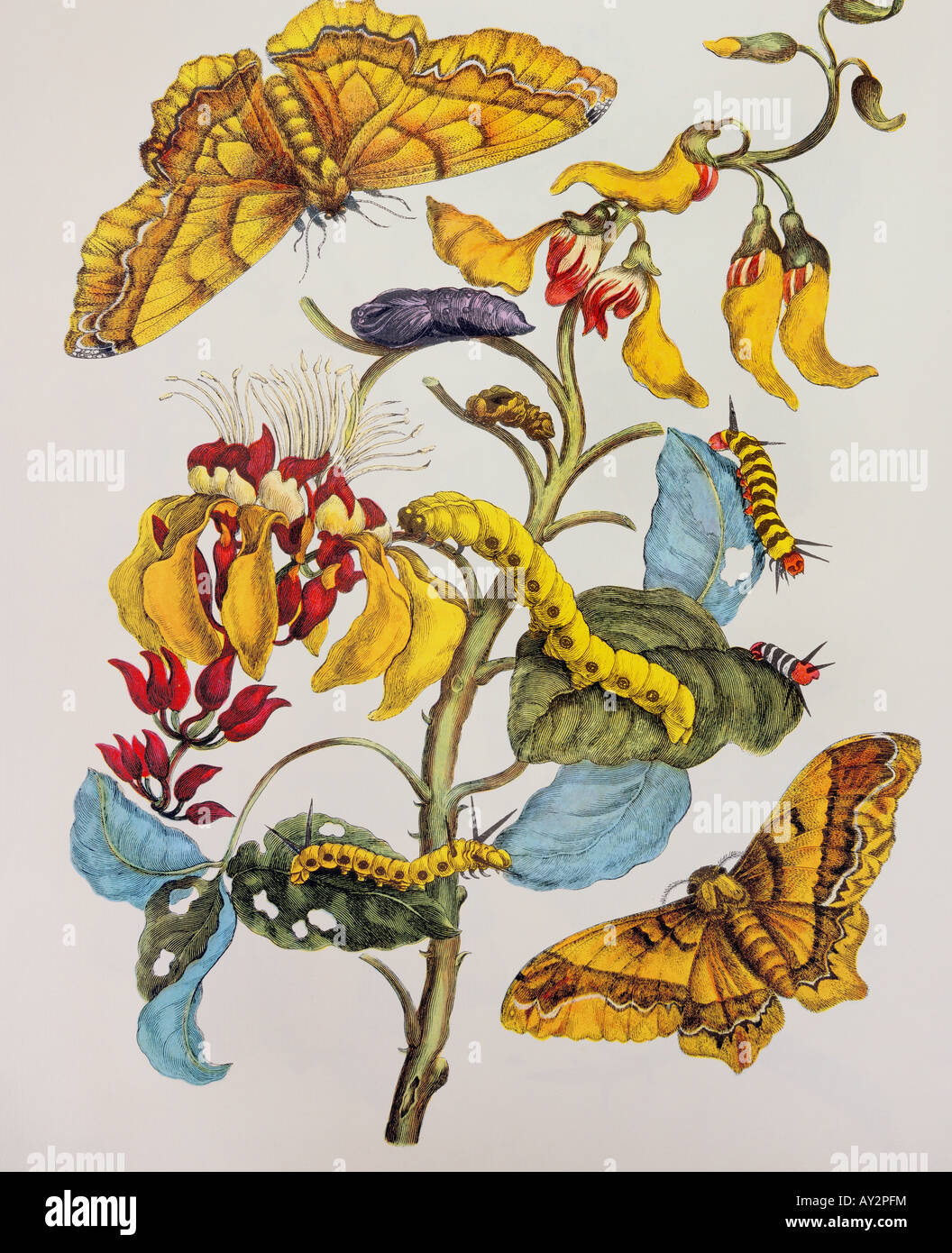 botany, flowers, vegetables, bell pepper (Capsicum annum), watercolour ...