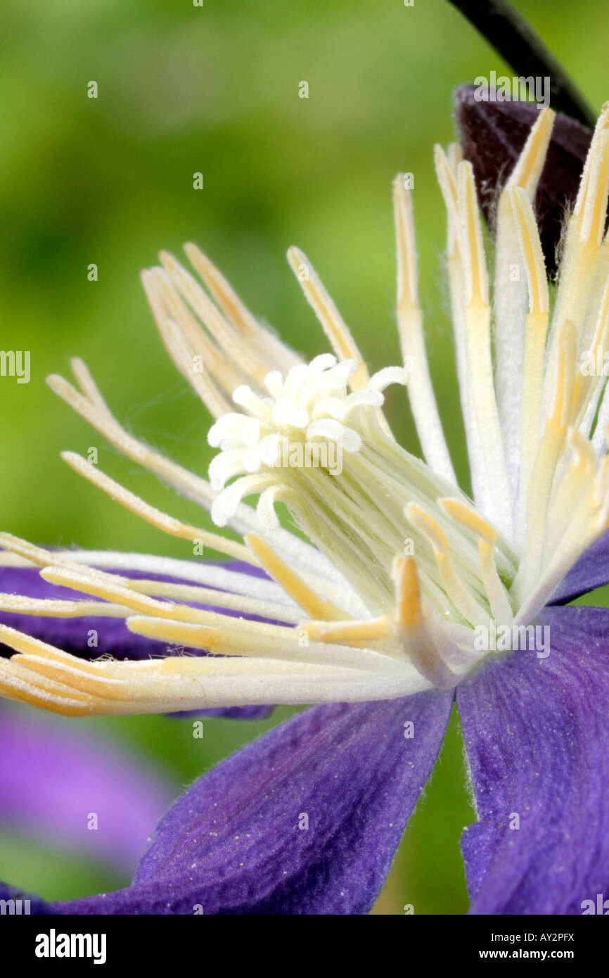 Clematis x aromatica hi-res stock photography and images - Alamy