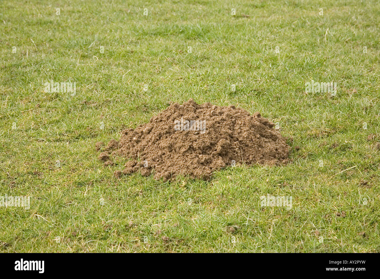 Mole hill, Glanton, Northumberland England Stock Photo - Alamy