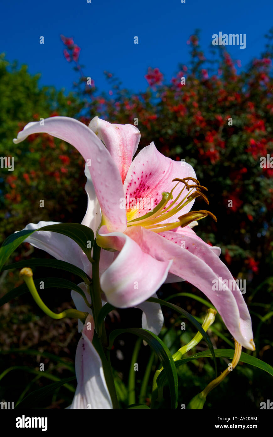 Stargazer lily plant hi-res stock photography and images - Alamy
