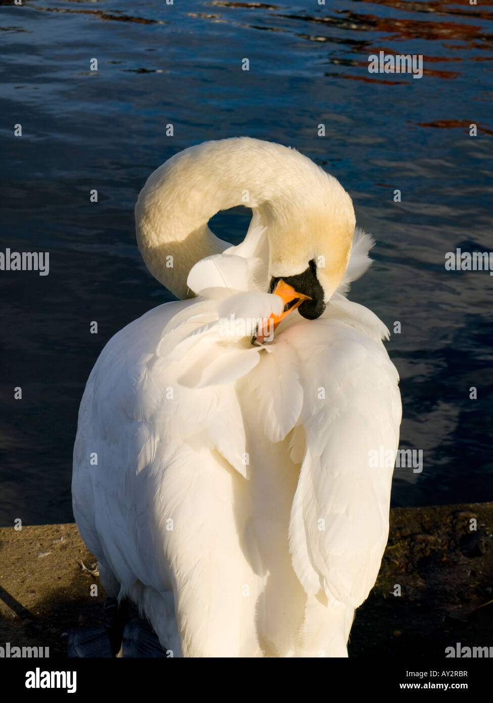 Preening its wings hi-res stock photography and images - Alamy