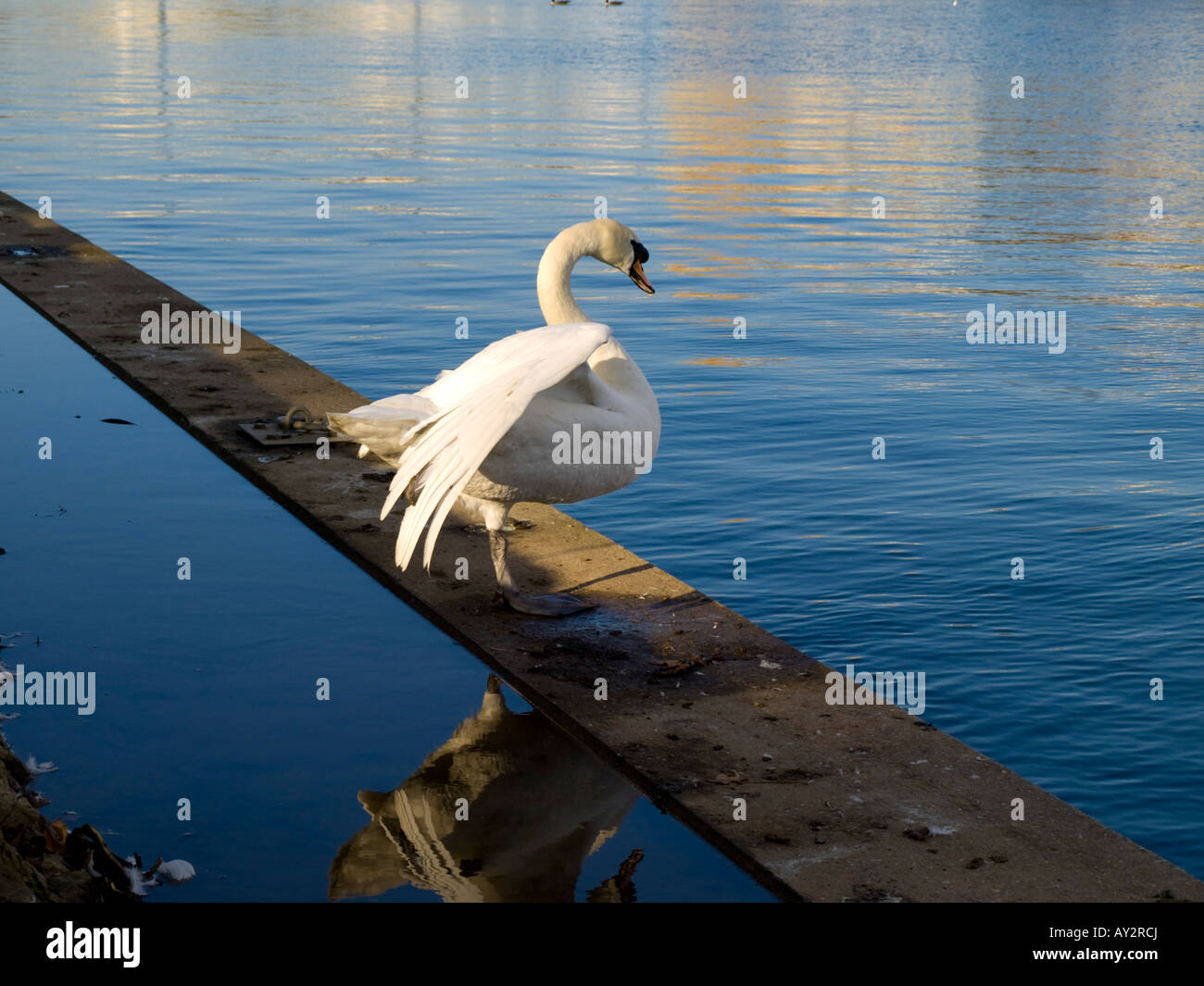 swan preening wings on river thames Stock Photo - Alamy