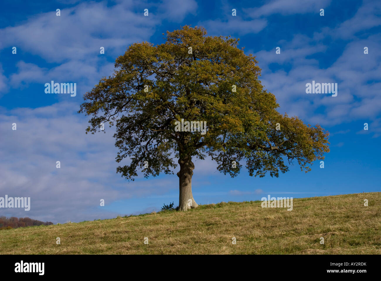 Oak tree hi-res stock photography and images - Alamy