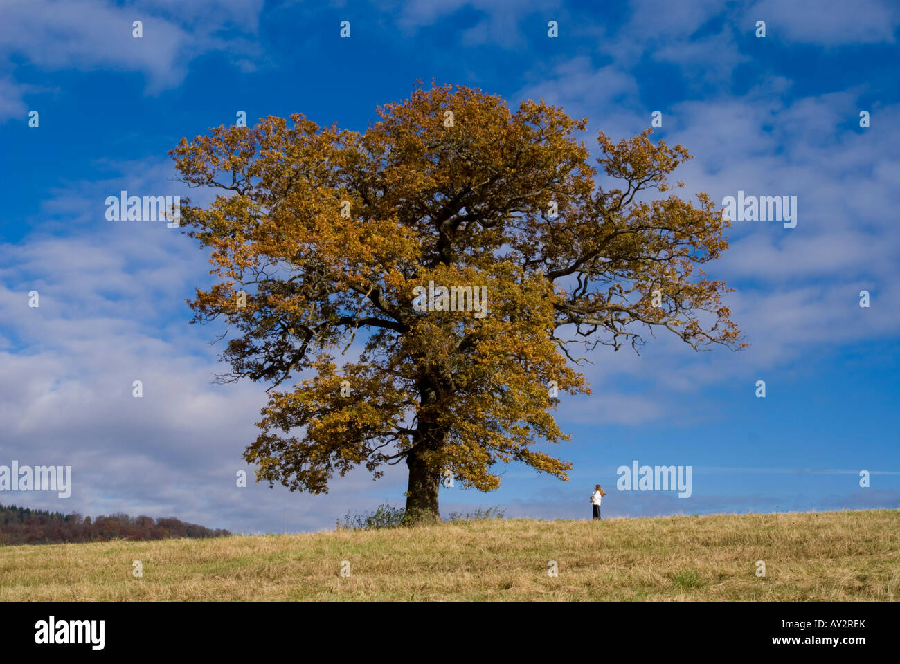 europe uk england surrey oak tree autumn Stock Photo - Alamy