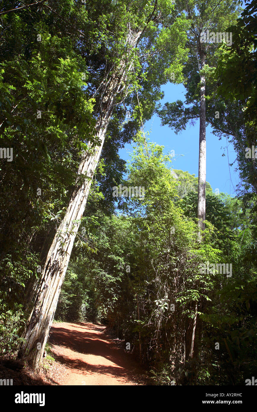 Brownsberg Nature Park High Resolution Stock Photography and Images - Alamy