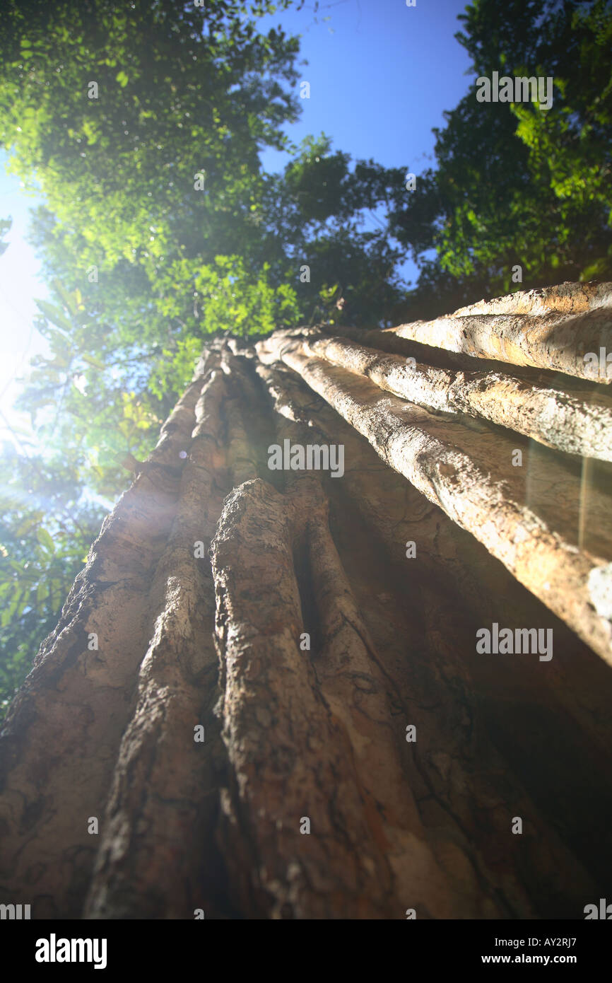 Brownsberg Nature Park High Resolution Stock Photography and Images - Alamy