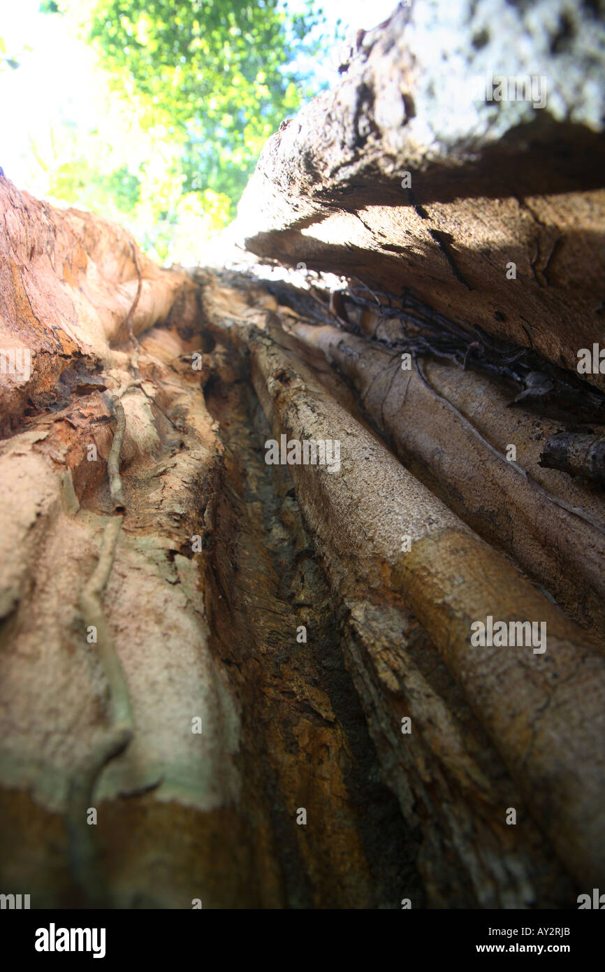 Brownsberg nature park hi-res stock photography and images - Alamy