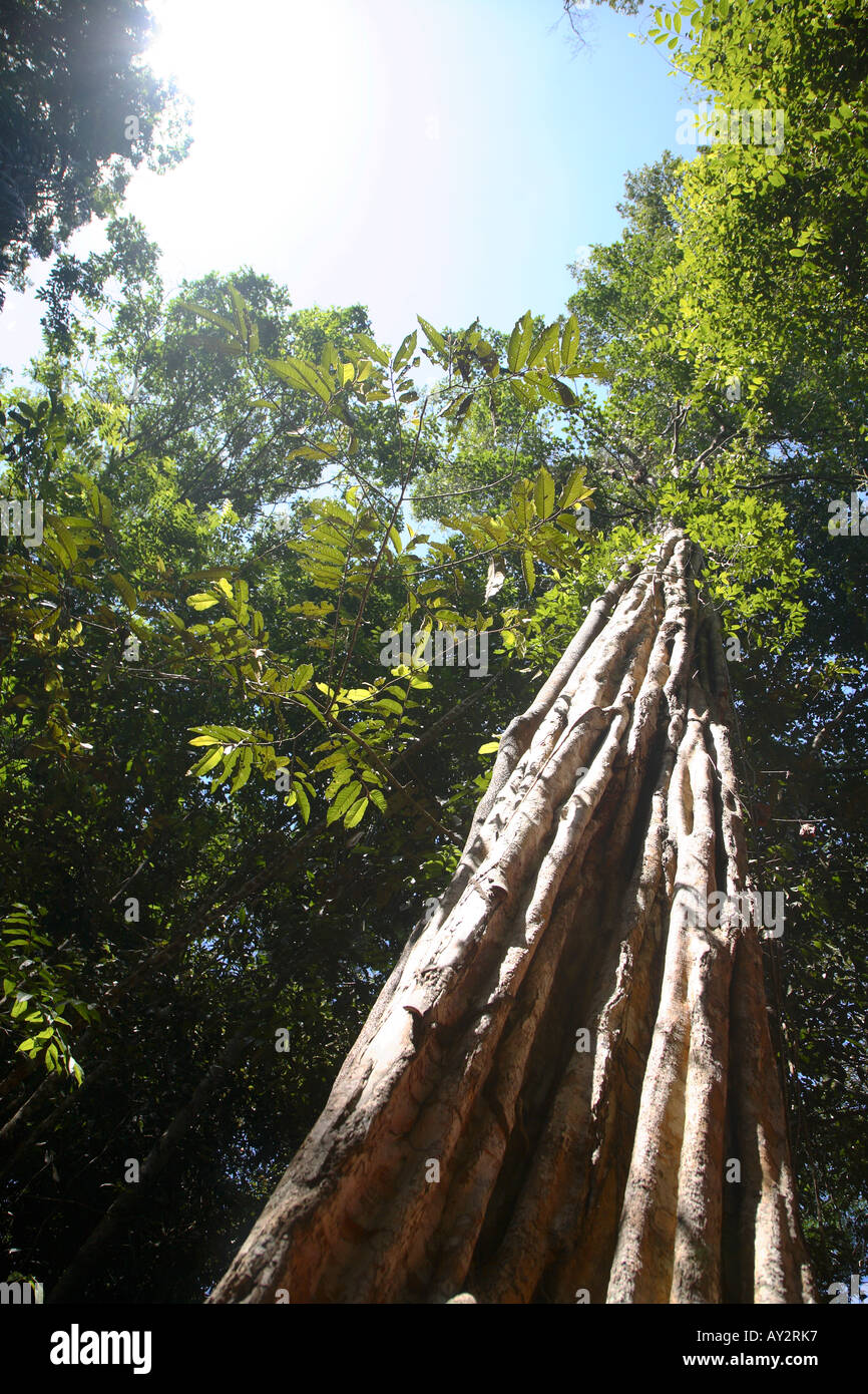 Brownsberg Nature Park High Resolution Stock Photography and Images - Alamy
