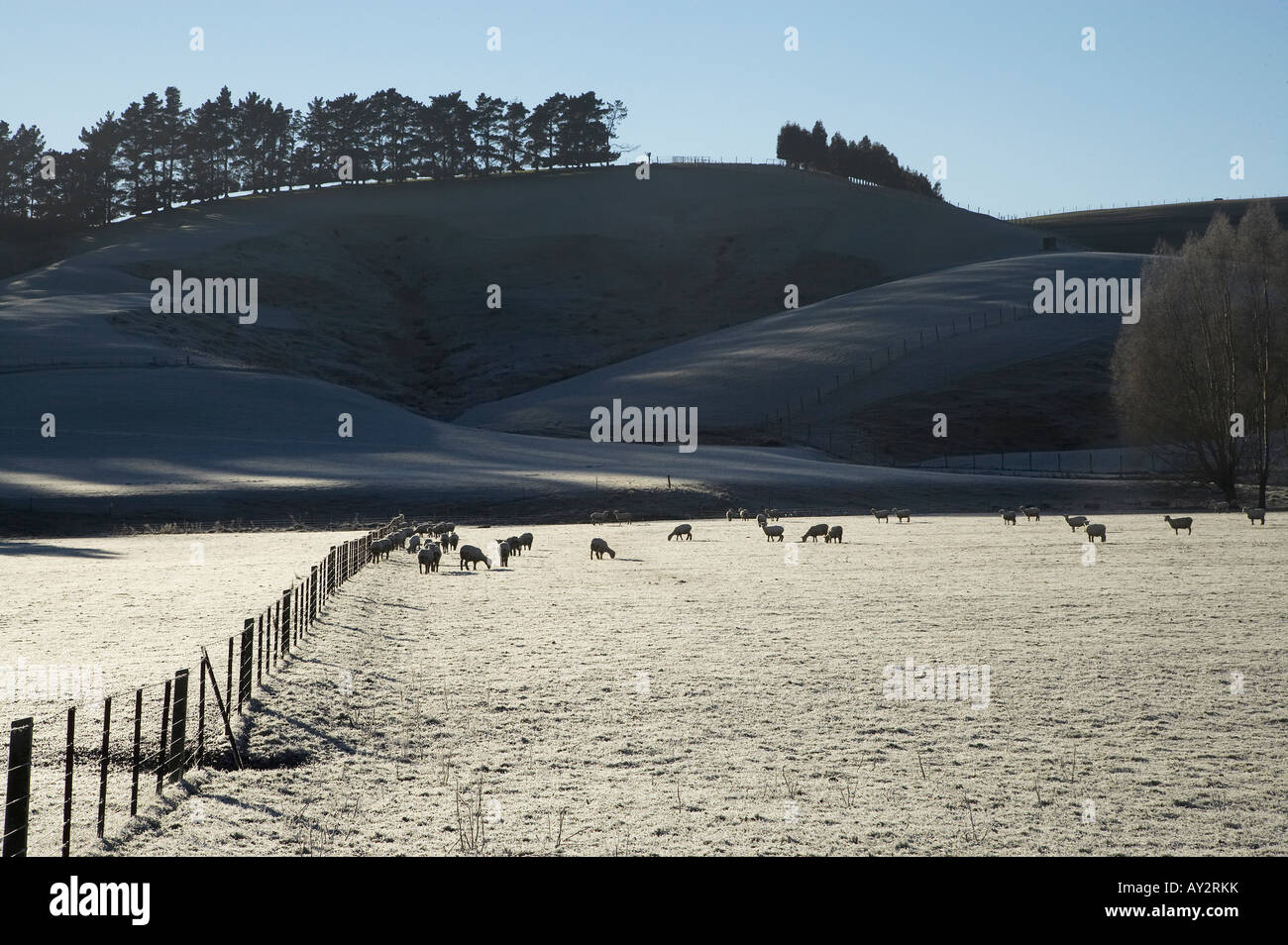 Farmland near waitahuna hi-res stock photography and images - Alamy