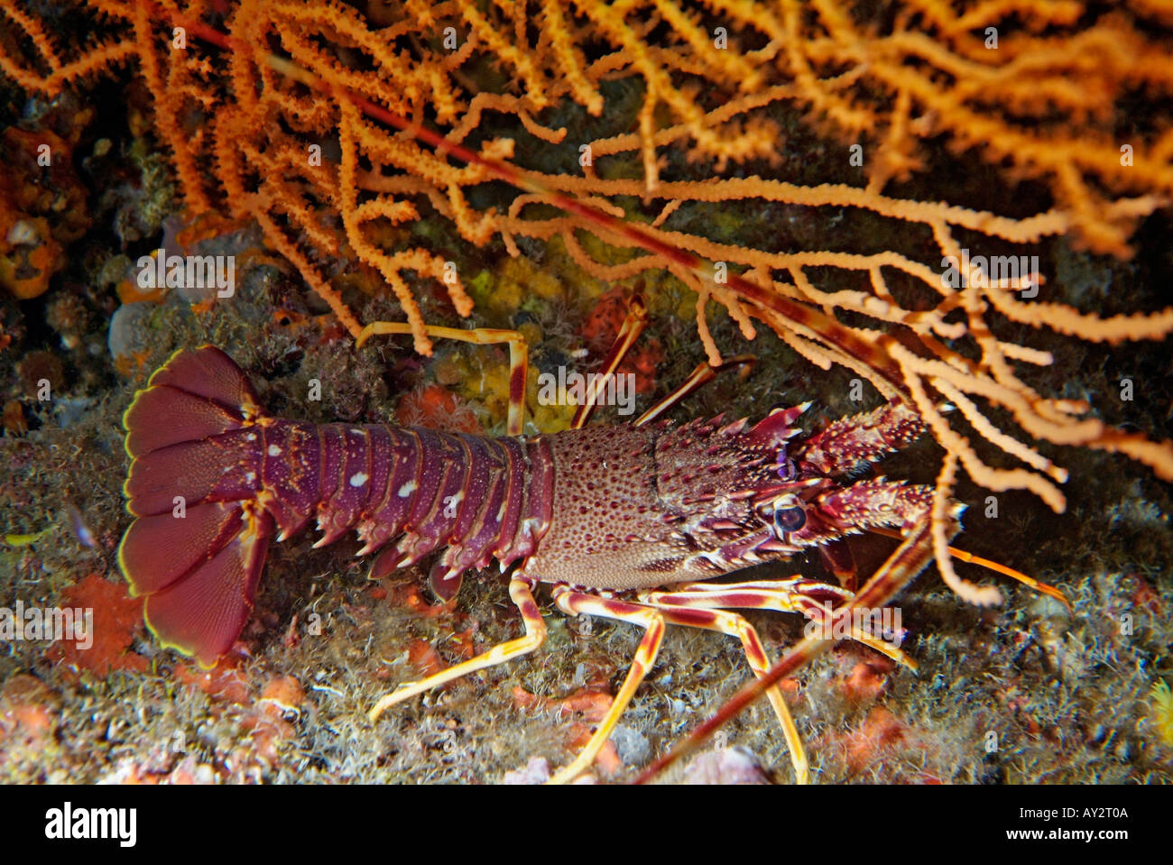 Live Lobster In Ocean