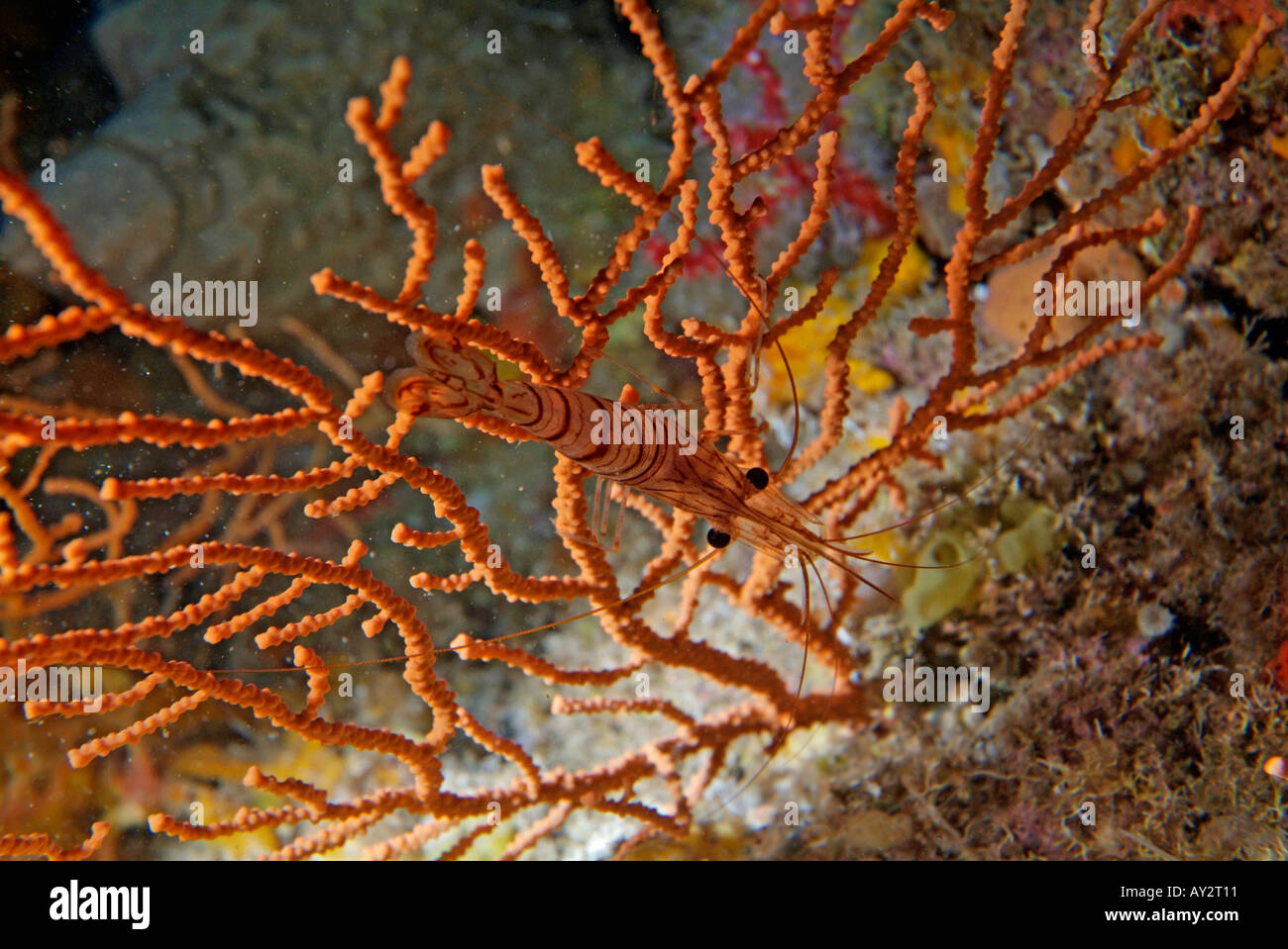 Common prawns palaemon serratus hi-res stock photography and images - Alamy