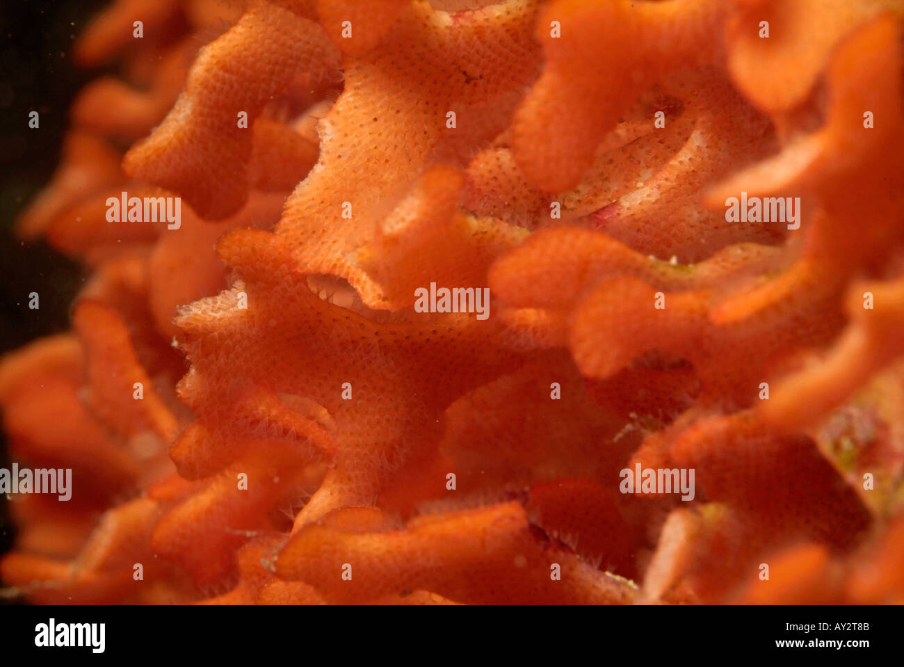 Detail of encrusting sponge hi-res stock photography and images - Alamy