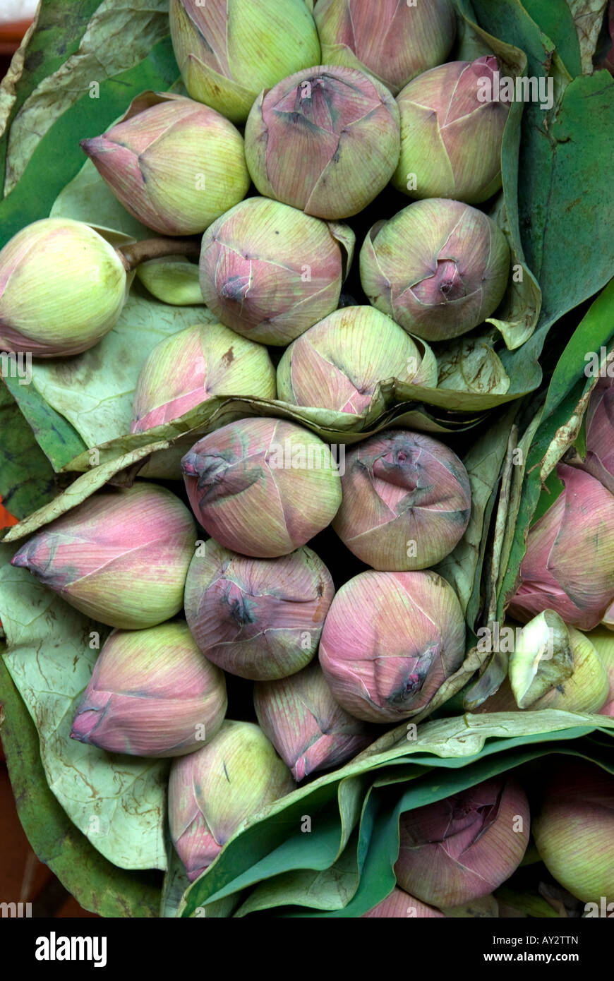 Bunch of lotus flower buds Stock Photo - Alamy