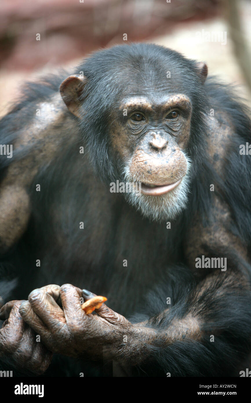 DEU Germany Gelsenkirchen ZOOM Erlebniswelt Modern zoo with huge space ...