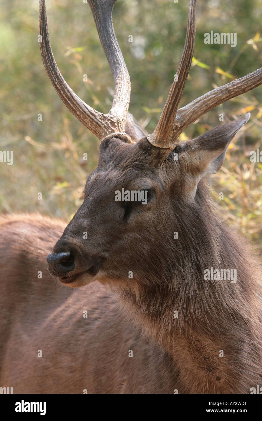 Sambar deer buck Stock Photo - Alamy