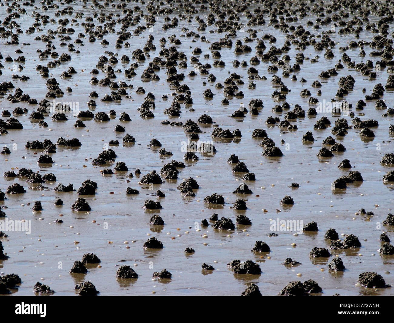 Lots of Lugworm casts on a beach near swansea Wales UK Stock Photo - Alamy