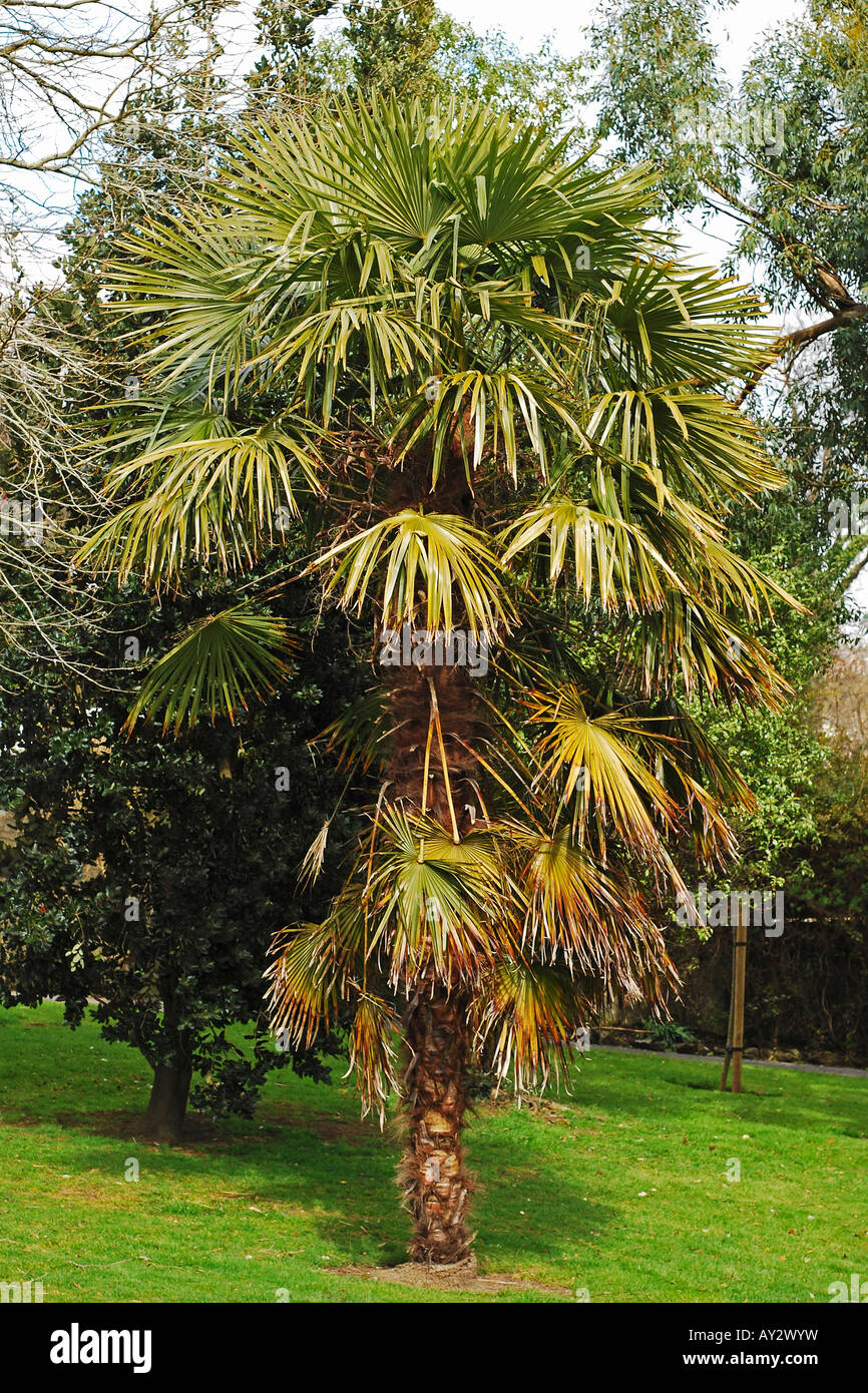 Trachycarpus fortunei (Chusan palm, Windmill palm), Botanical Gardens ...