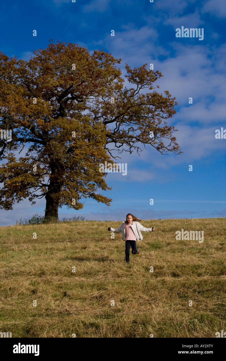 Oak tree autumn hi-res stock photography and images - Alamy